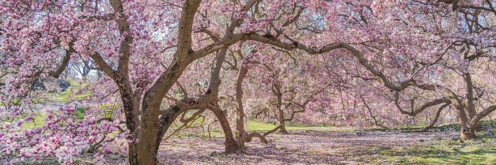 Branching Out | New York Botanical Garden