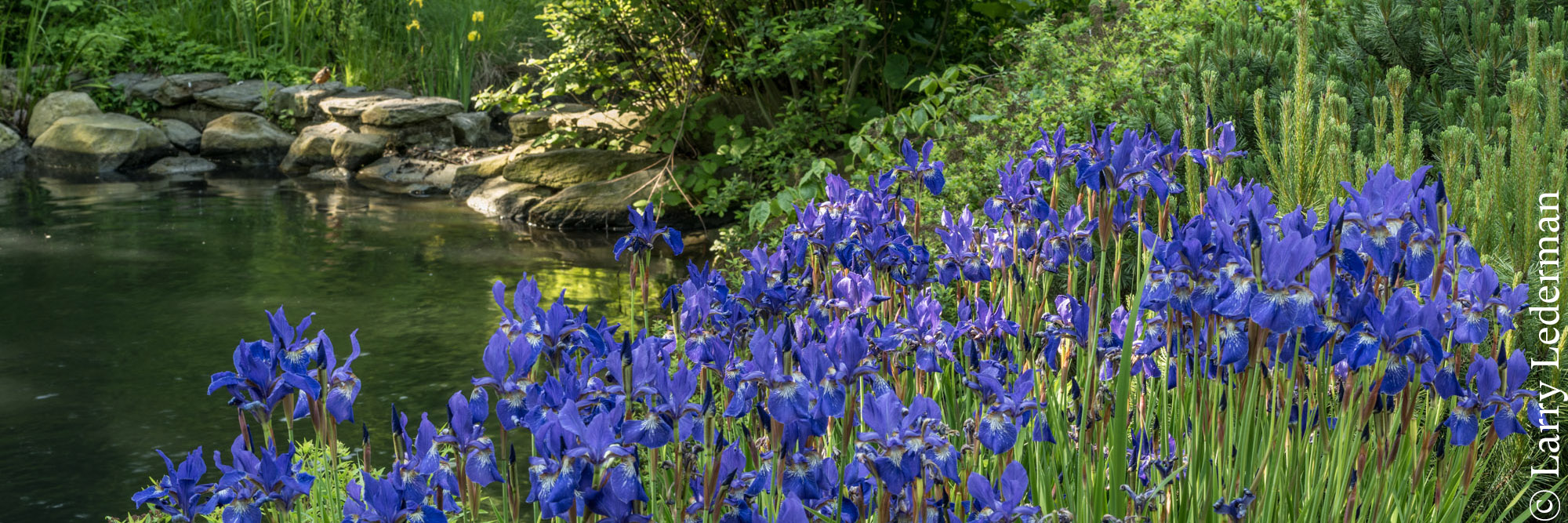 Gardening with Nature: Larry Lederman in Conversation with Todd Forrest ...
