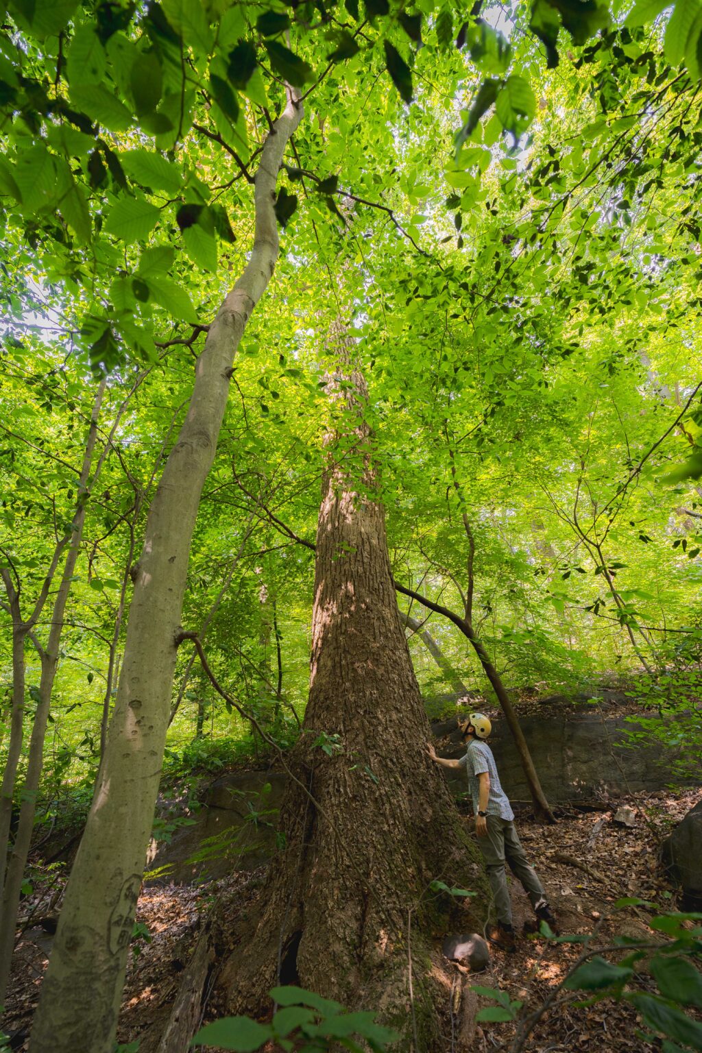 Nurturing Nature Initiative: Why Botanical Gardens Are Key to Climate ...