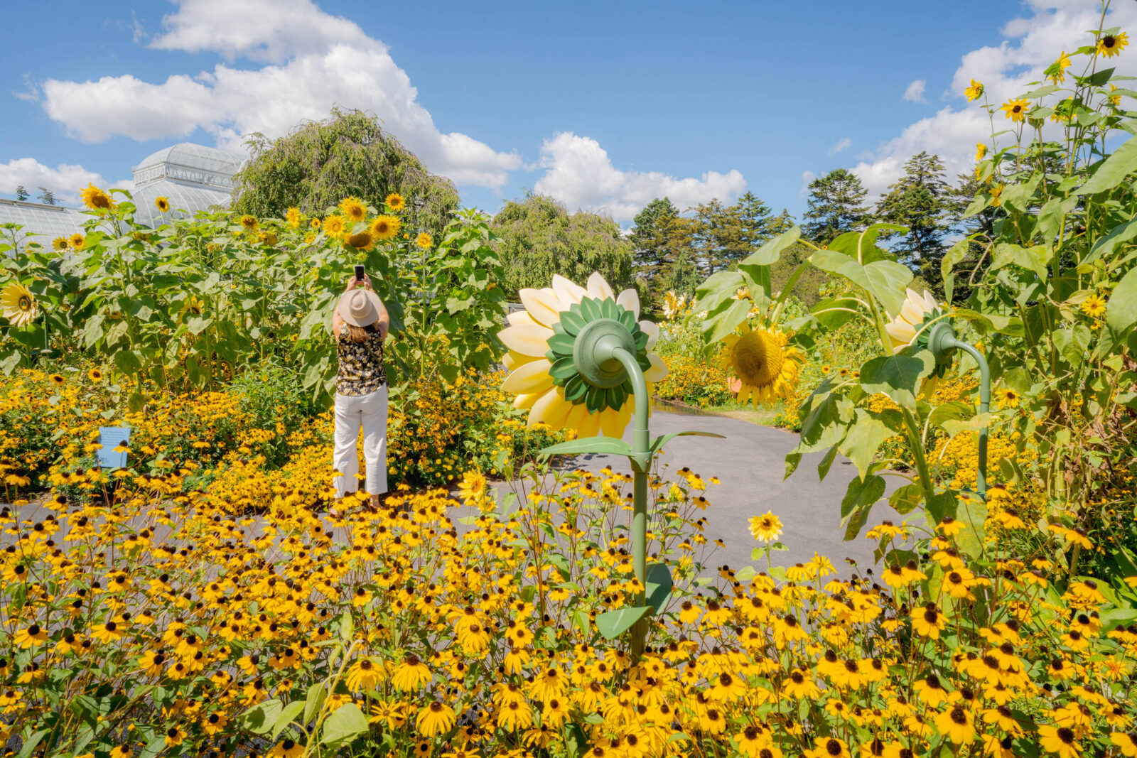 Sunflowers of Every Size and Shape | New York Botanical Garden