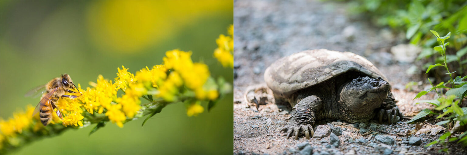 Plants for Climate Resilience | New York Botanical Garden
