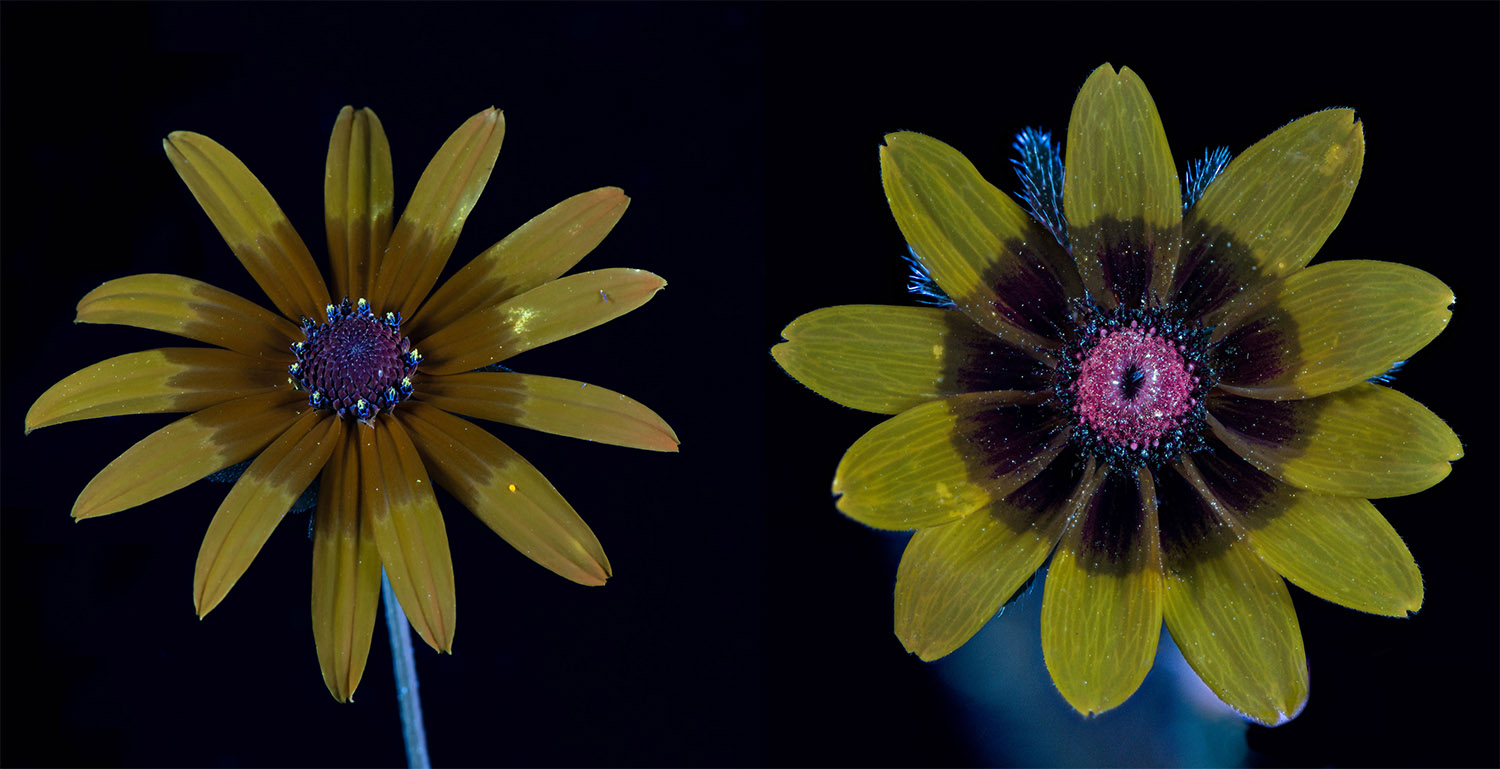 Sunflowers of Every Size and Shape | New York Botanical Garden