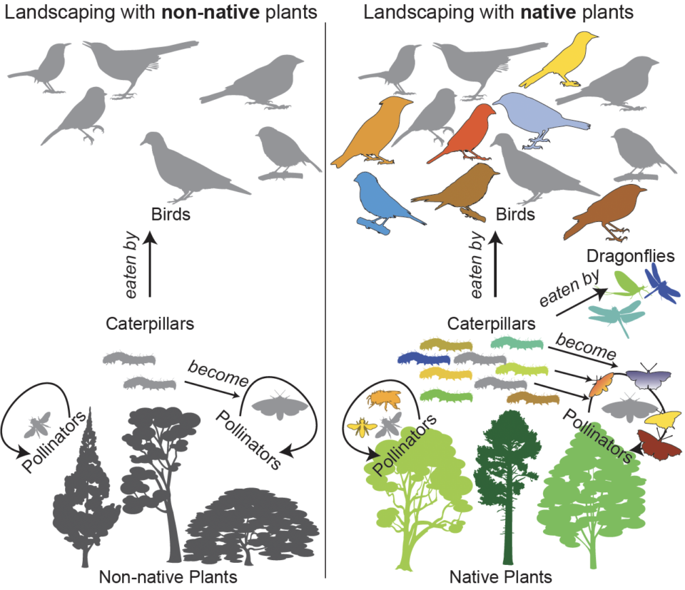 Plants for Climate Resilience | New York Botanical Garden