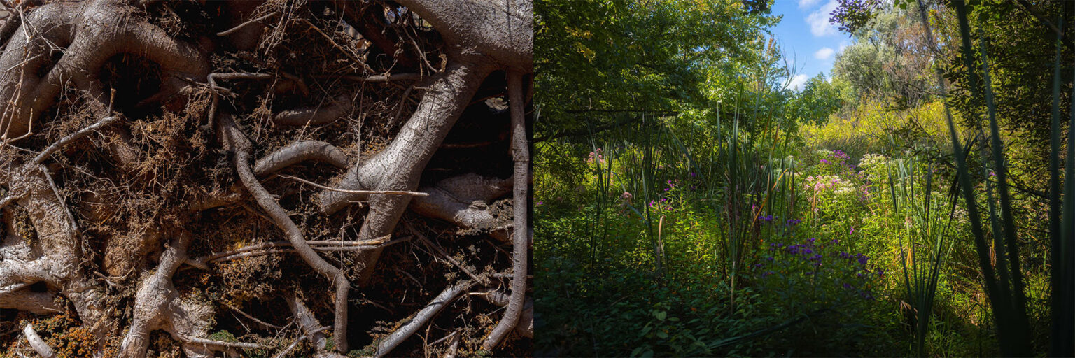 Plants for Climate Resilience | New York Botanical Garden