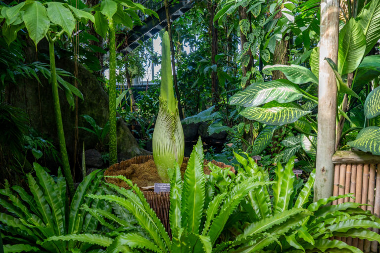 The Corpse Flower | New York Botanical Garden