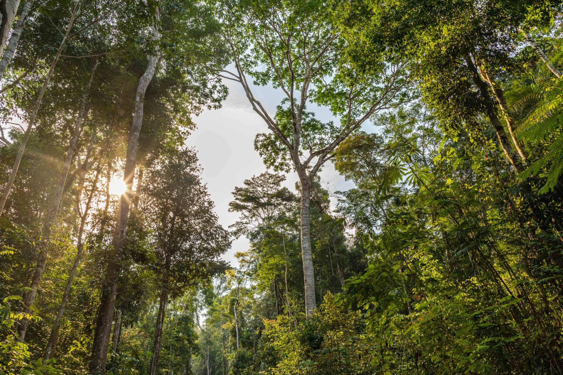 Why Botanical Gardens Matter in Global Climate Policy: NYBG at COP30 in ...