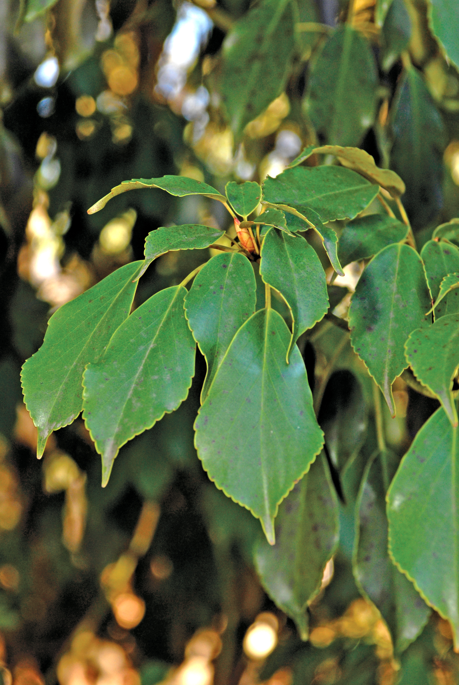 The New York Botanical Garden